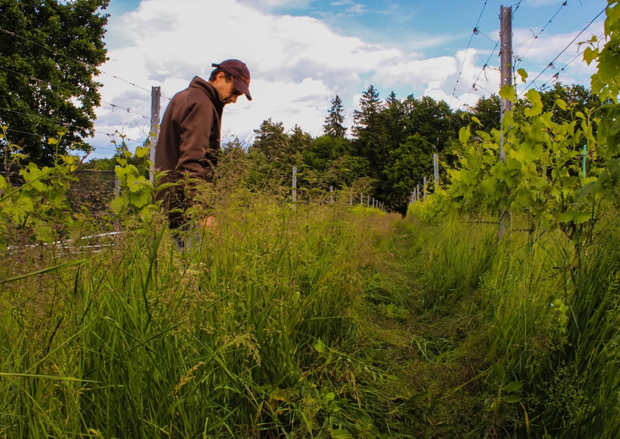 ‘We will not grow European varieties again’ - Grape Rush